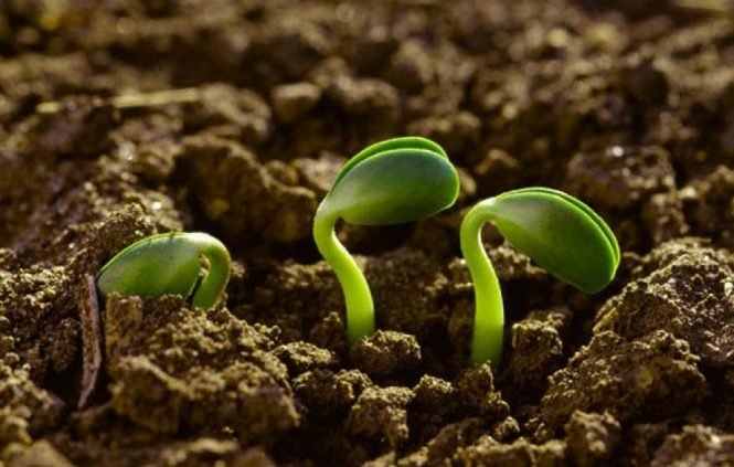 Los nutrientes esenciales para las Plantas - La Huerta de Ivan