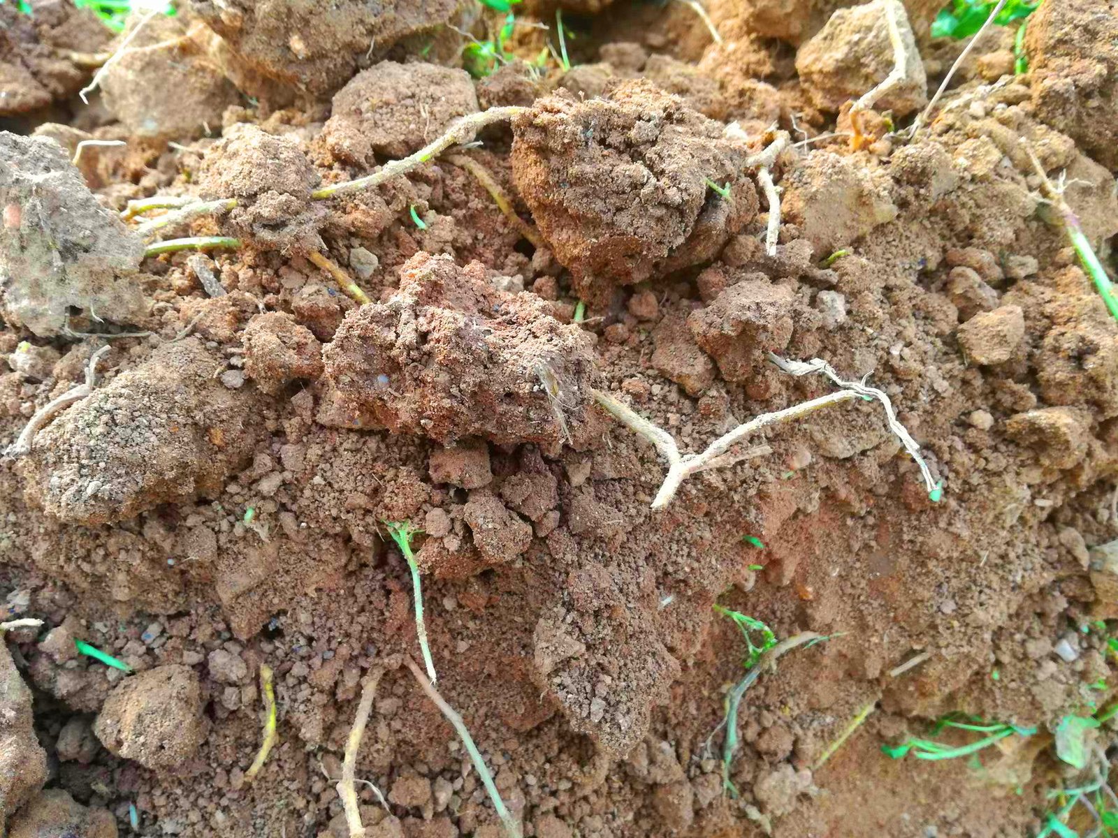 Que plantar en suelos arcillosos - La Huerta de Ivan