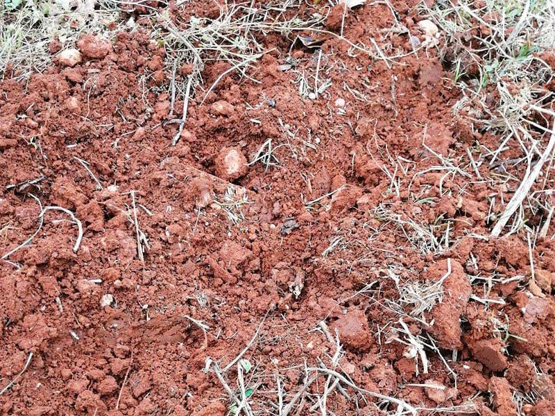 Que plantar en suelos arcillosos - La Huerta de Ivan