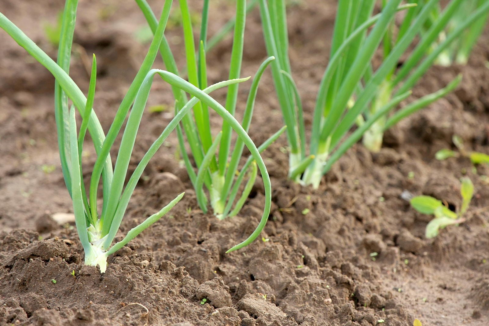 El cultivo de la cebolla El cultivo de la cebolla