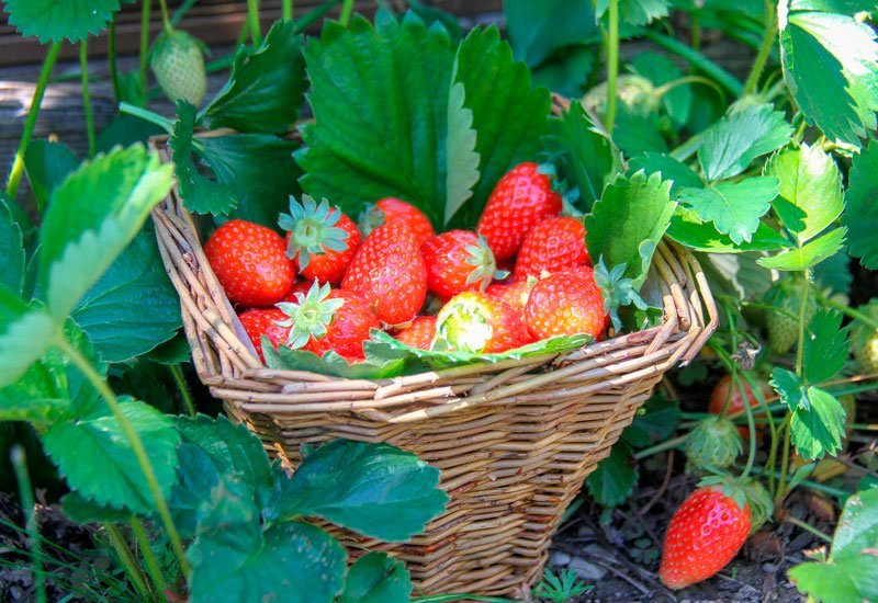 Como sembrar fresas - La Huerta de Ivan