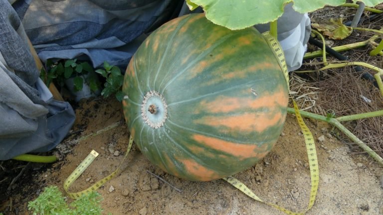 Como cultivar calabazas gigantes