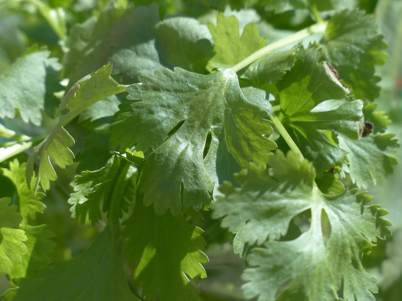 Como plantar cilantro - La Huerta de Ivan