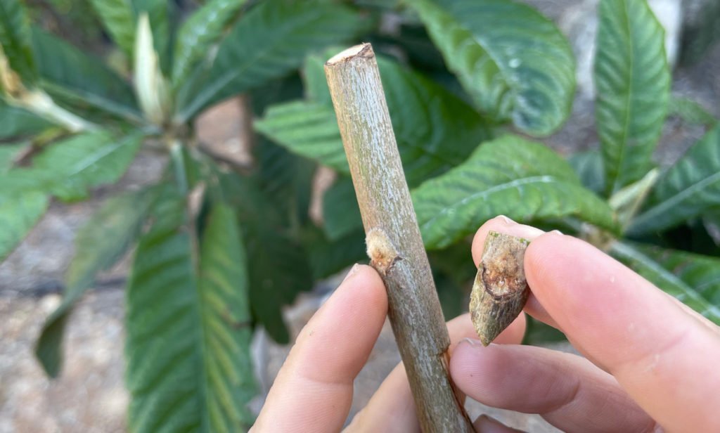 Como injertar un frutal muy facil - La Huerta de Ivan