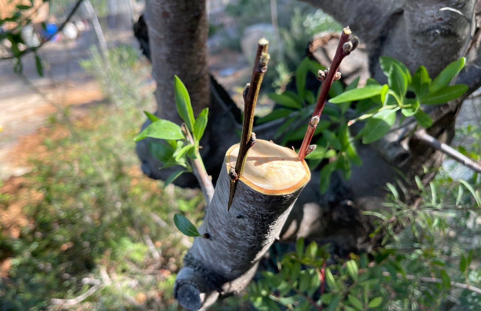 Injerto de ciruelo y melocotón sobre almendro - La Huerta de Ivan